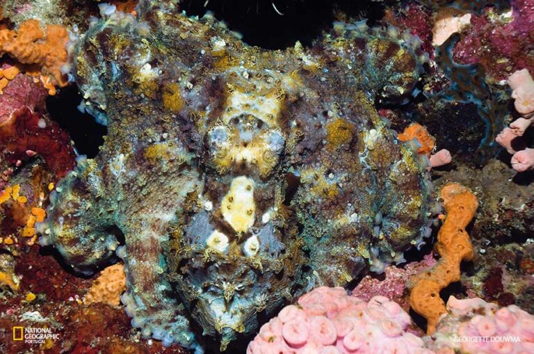 20 animais que dominam a arte da camuflagem em meio à natureza