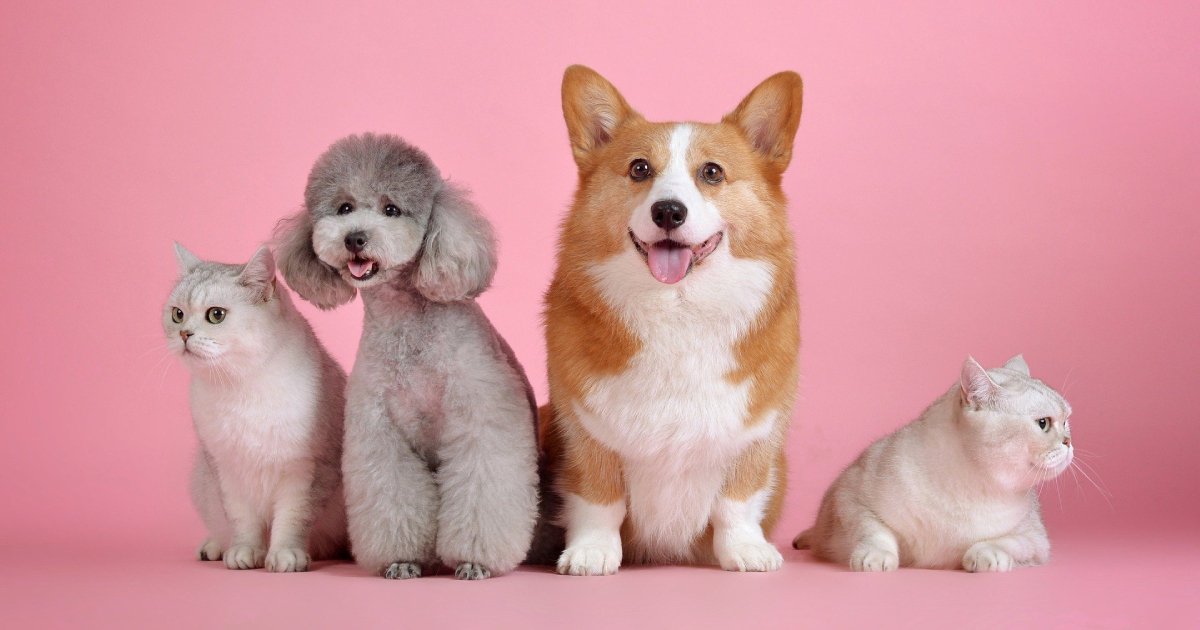 Pets também têm signos: entenda a personalidade de cada um