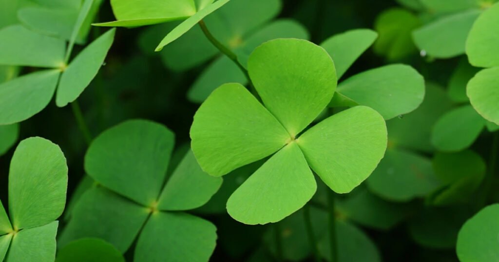 Golpe de sorte: trevos-de-quatro-folhas realmente são raros?