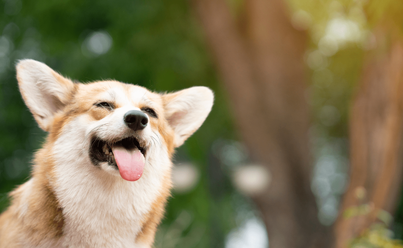 DUVIDO você encontrar o corgi neste desafio visual. Valendo!